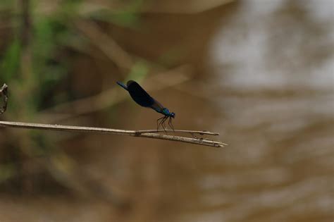Na Zewnątrz Natura Ptak Darmowe zdjęcie na Pixabay Pixabay