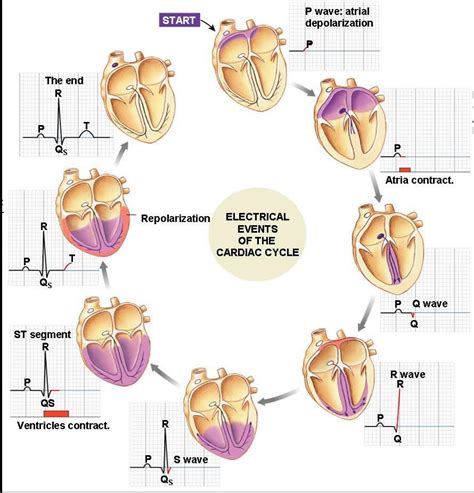 Flow Chart Of The Cardiac Cycle