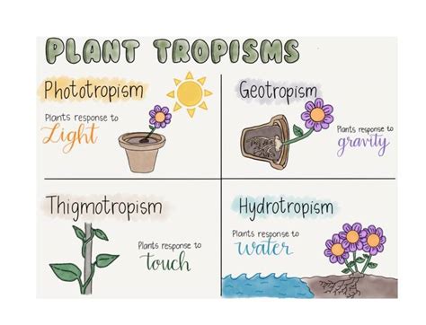 Plant Tropisms 1 2K Plays Quizizz Worksheets Library