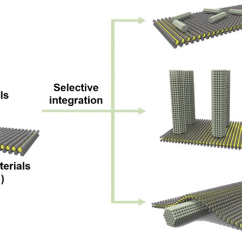 configuration of 2d 1d mixed dimensional heterostructures type a download scientific diagram