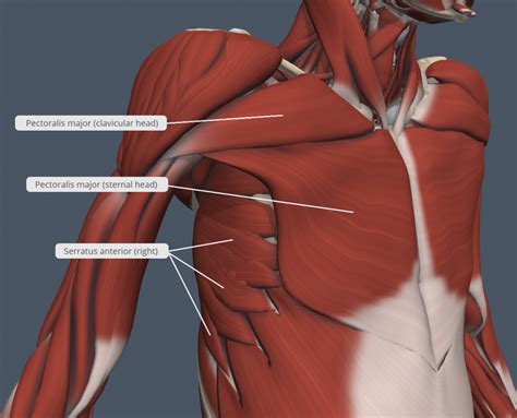 Anterior Thorax Muscles