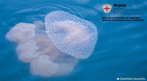 Il Vescovado Dopo Il Granchio Blu Arriva La Medusa A Pois Dal
