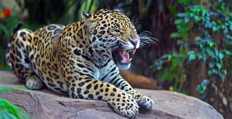 Reinos Animal Concepto Origen Características y Ejemplos