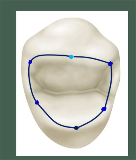 1st Premolars Diagram Quizlet