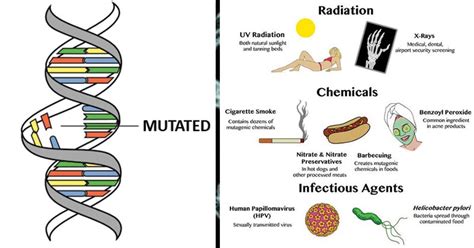 Mutation Causes Mechanisms Agents And Significance