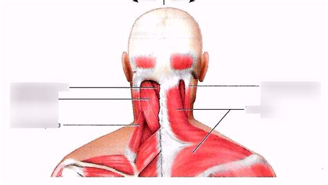 Muscles That Move Head Neck Posterior Diagram Quizlet
