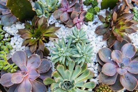 10 Especies de cactus y plantas suculentas fáciles de mantener y cultivar