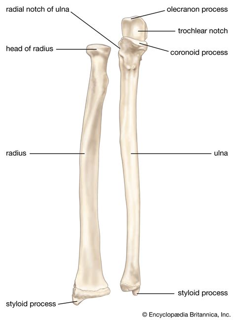 Ulna Definition Location Anatomy Functions Diagram