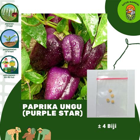Jual Benih Paprika Ungu Purple Star Seribuan Shopee Indonesia