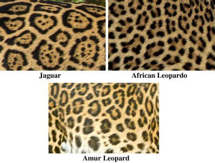 Qual é a diferença entre onça e leopardo Território Secreto