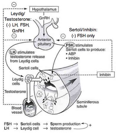 Hypothalamic Pituitary Axis Male Reproductive Medbullets Step 1