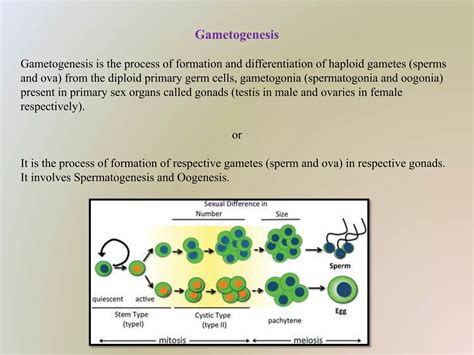 Gametogenesis Types Of Gametogenesis Structure Of Sperm Ovum And