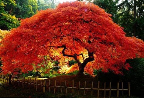 Growing Japanese Maples From Seed