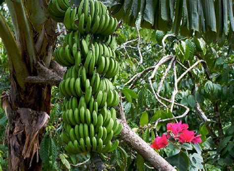 BANANA GUIDE OF FERTILIZATION Knowledge Shandong Lvfeng Fertilizer
