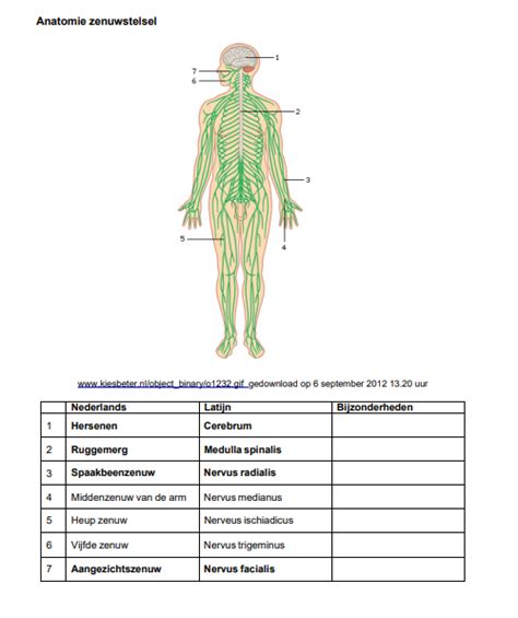 Anatomie Zenuwstelsel MT8 Diagram Quizlet