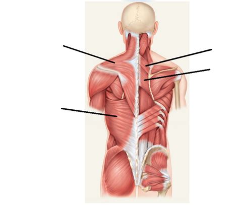 Superficial Muscles Of The Back Diagram Quizlet