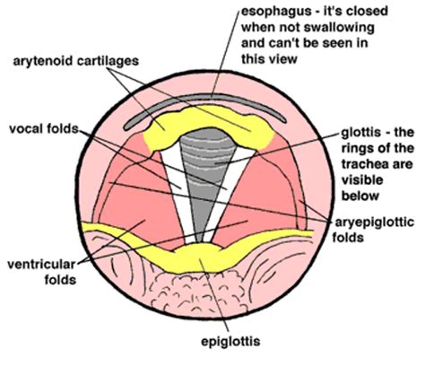 Vocal Fold Diagram