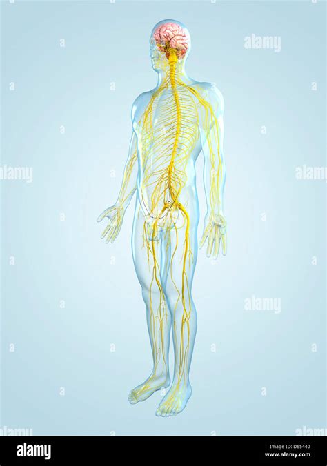 Nervous System Artwork Stock Photo Alamy