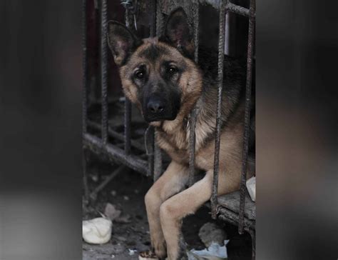 Maltrato animal Diputados aprueban dar hasta dos años de prisión
