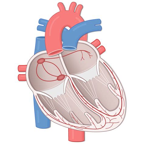 Cardiac Conduction System Lesson Human Bio Media