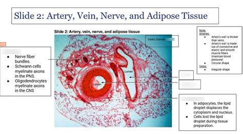 Artery Vein Nerve And Adipose Tissue Diagram Quizlet The Best Porn