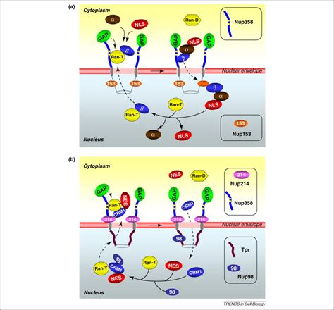 The Part And The Whole Functions Of Nucleoporins In Nucleocytoplasmic