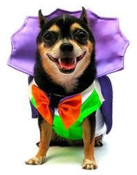 Ideas Faciles Para Disfrazar Mascotas