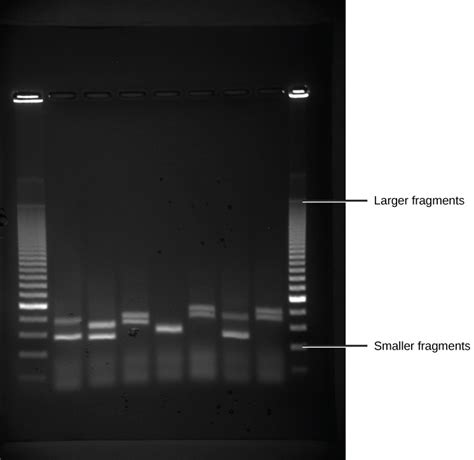 Cloning And Genetic Engineering OpenStax Concepts Of Biology Study
