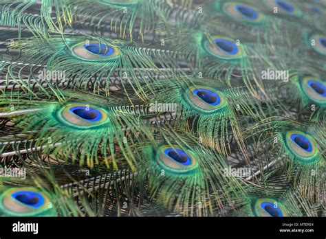 Peacock Feathers Closeup Stock Photo Alamy