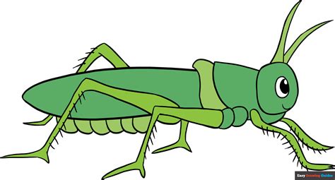 How To Draw A Grasshopper Really Easy Drawing Tutorial