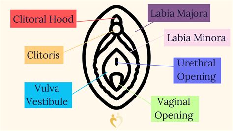 Diagram Of Female Reproductive System With Mons Pubis The Hi