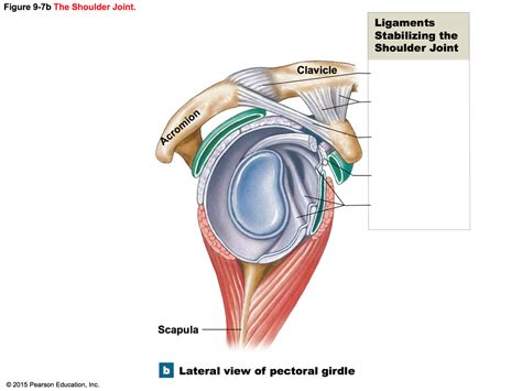 Shoulder Joint Ligaments Lateral View Diagram Quizlet