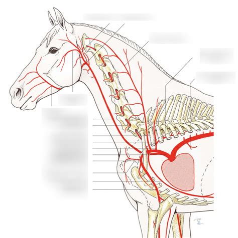 Anatomy 2 Equine Cranial Blood Supply Diagram Quizlet