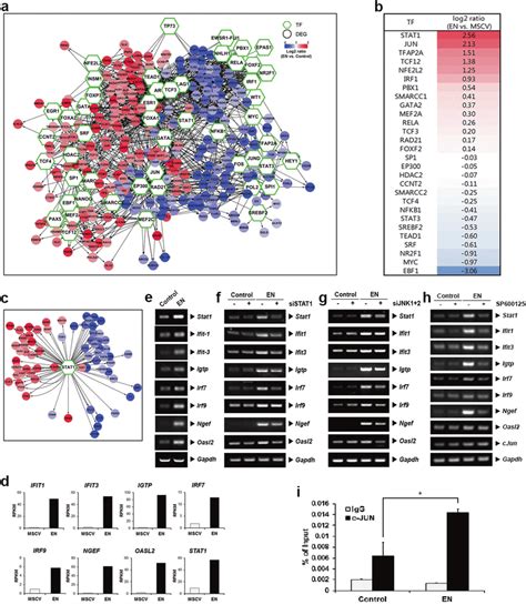 gene regulatory network grn analysis identified stat1 as an download scientific diagram