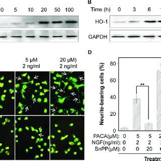 PACA Induced The Nuclear Translocation Of Nrf2 And Subsequent Neurite