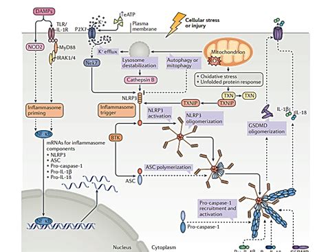 Nlrp Inflammasome And Covid Gen Om
