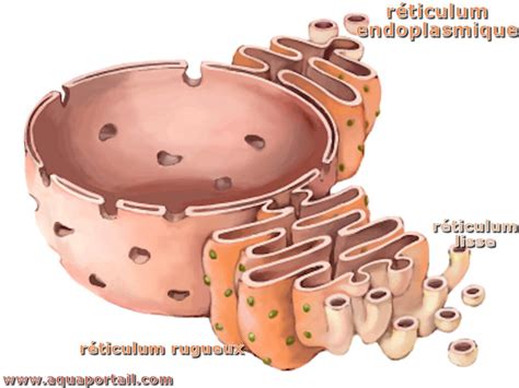 Réticulum endoplasmique définition et explications