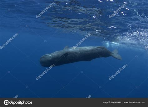Sperm Whale Surface Whales Indian Ocean Biggest Toothed Whale Planet