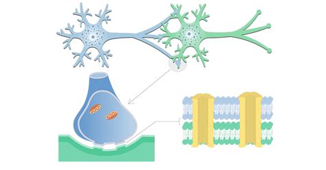 Brain Synapses Diagram