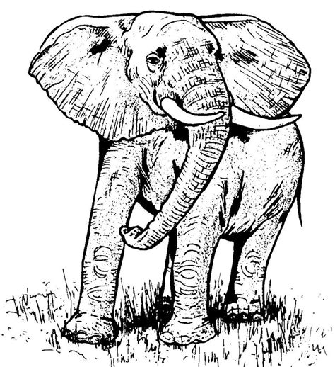 Coloriage Bebe Elephant Imprimer
