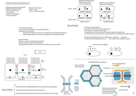 Sistemas de Interacción Intercelular Tiroxina Med uDocz