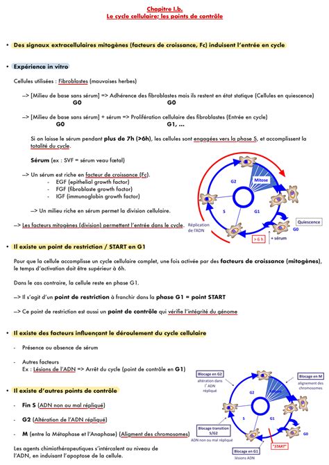Chapitre I B Le Cycle Cellulaire Les Points De Contr Le Chapitre