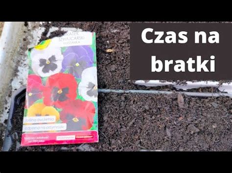 Jak I Kiedy Sia Bratki Najlepszy Spos B Youtube
