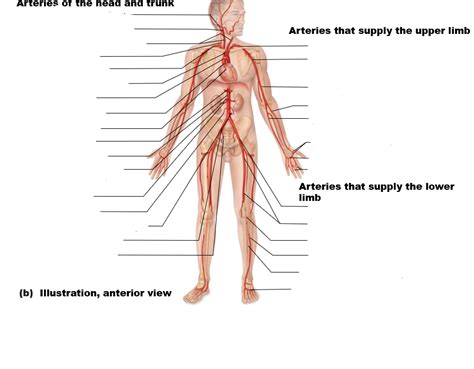 Kaap 310 Blood Vessels Diagram Quizlet