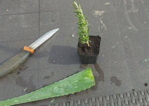 Enraizar Con Aloe Vera Enraizante Casero Para Esquejes