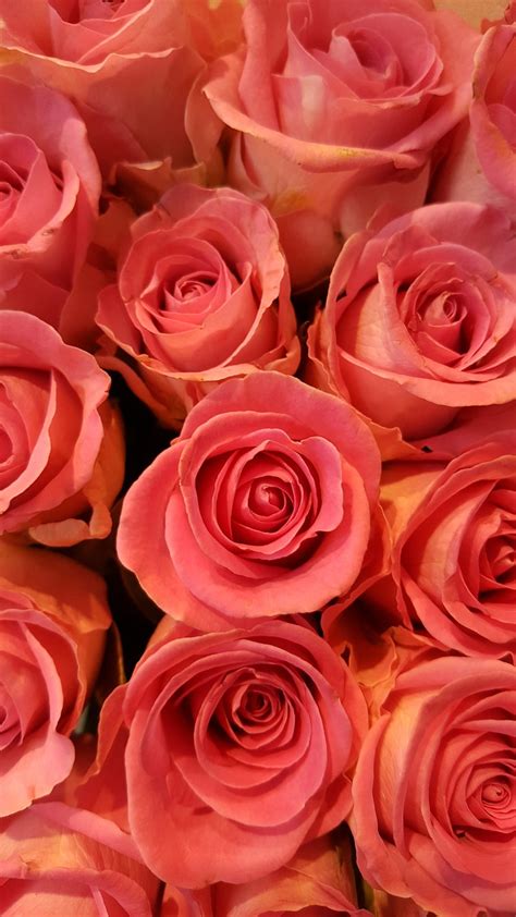 Rose Rosa Rosen Kostenloses Foto Auf Pixabay Pixabay