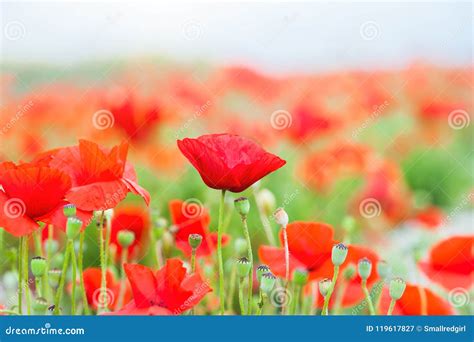 Campo De Flores Vermelhas Da Papoila Imagem De Stock Imagem De Fresco