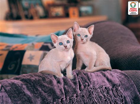 Cuántos años vive un Gato Blog Agrocampo Colombia