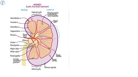 Renal System Kidney Ditki Medical Biological Sciences