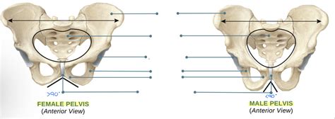 Topic The Appendicular Skeleton Pelvic Girdle Diagram Quizlet